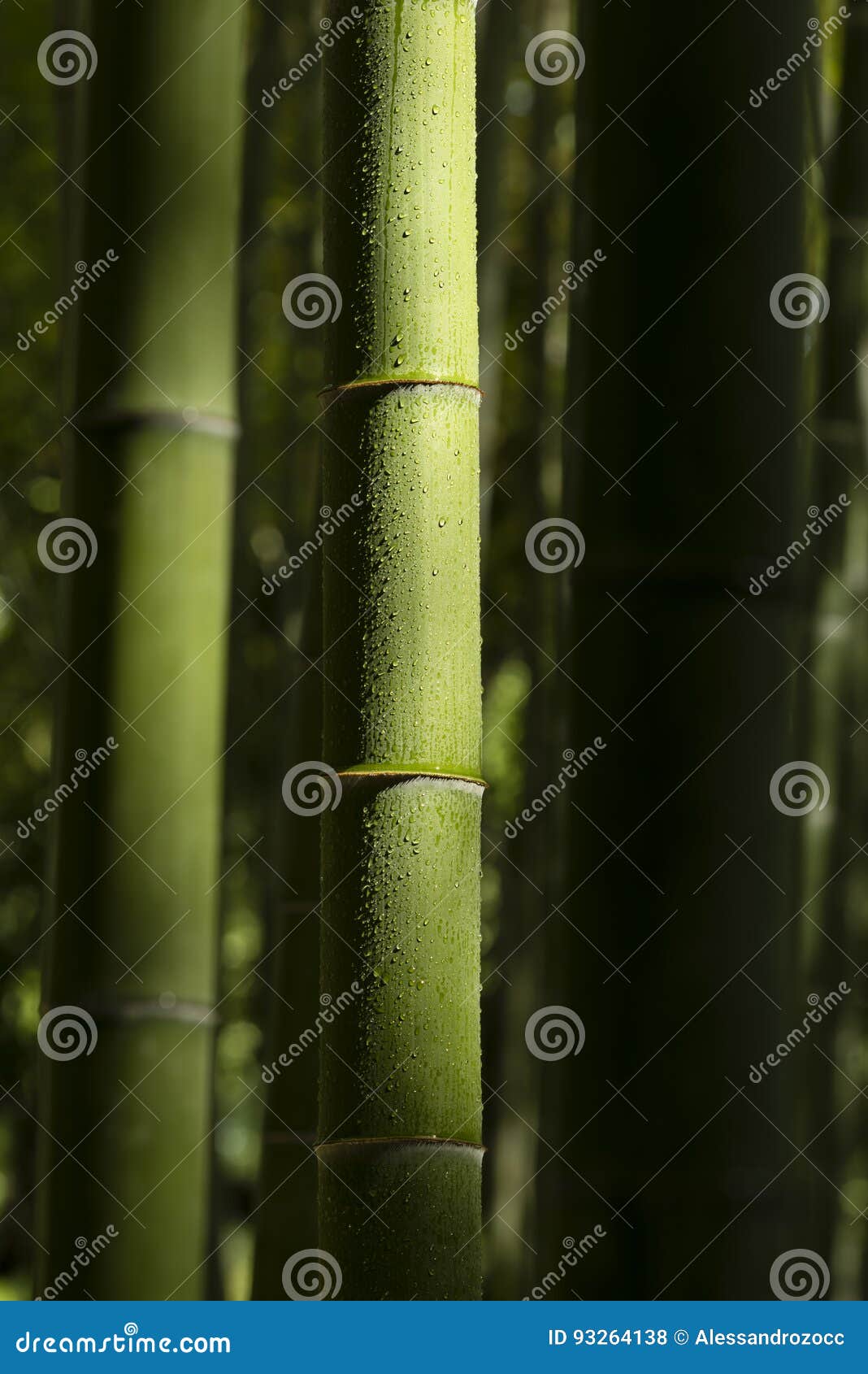 Bamboo Stalks with Water Drops Stock Photo - Image of foliage, light ...