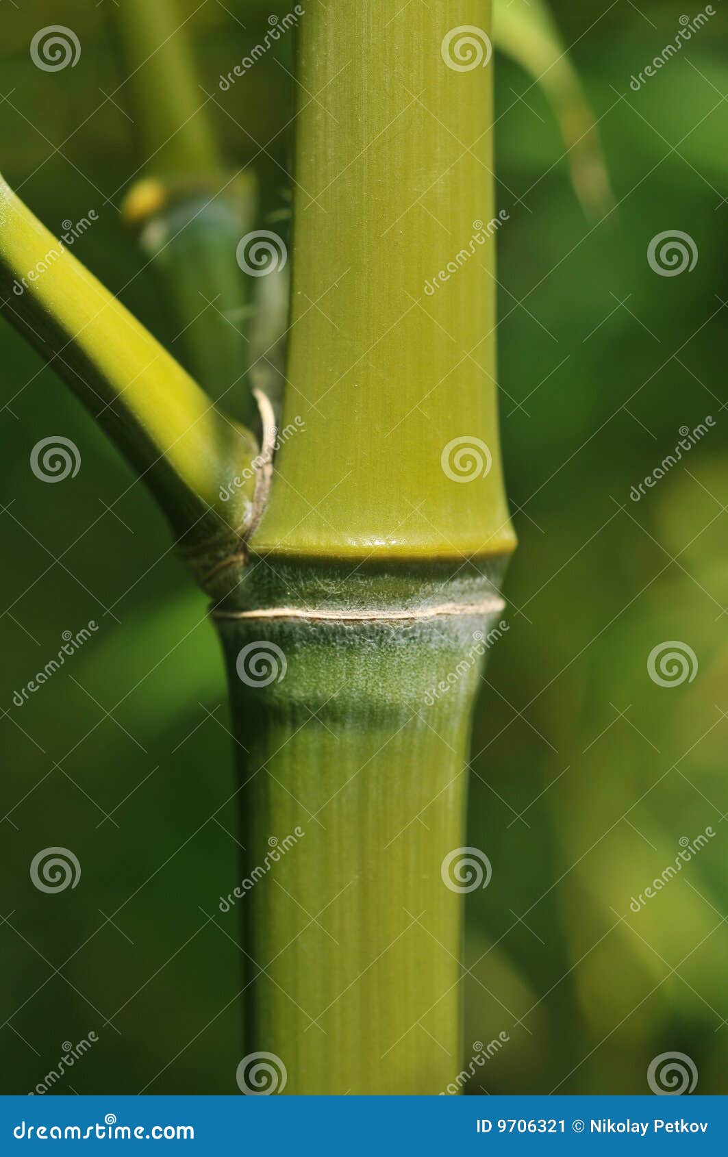 Bamboo Stem Micrograph Stock Image | CartoonDealer.com #47304775 Bamboo Stem Micrograph Stock Image | CartoonDealer.com #47304775