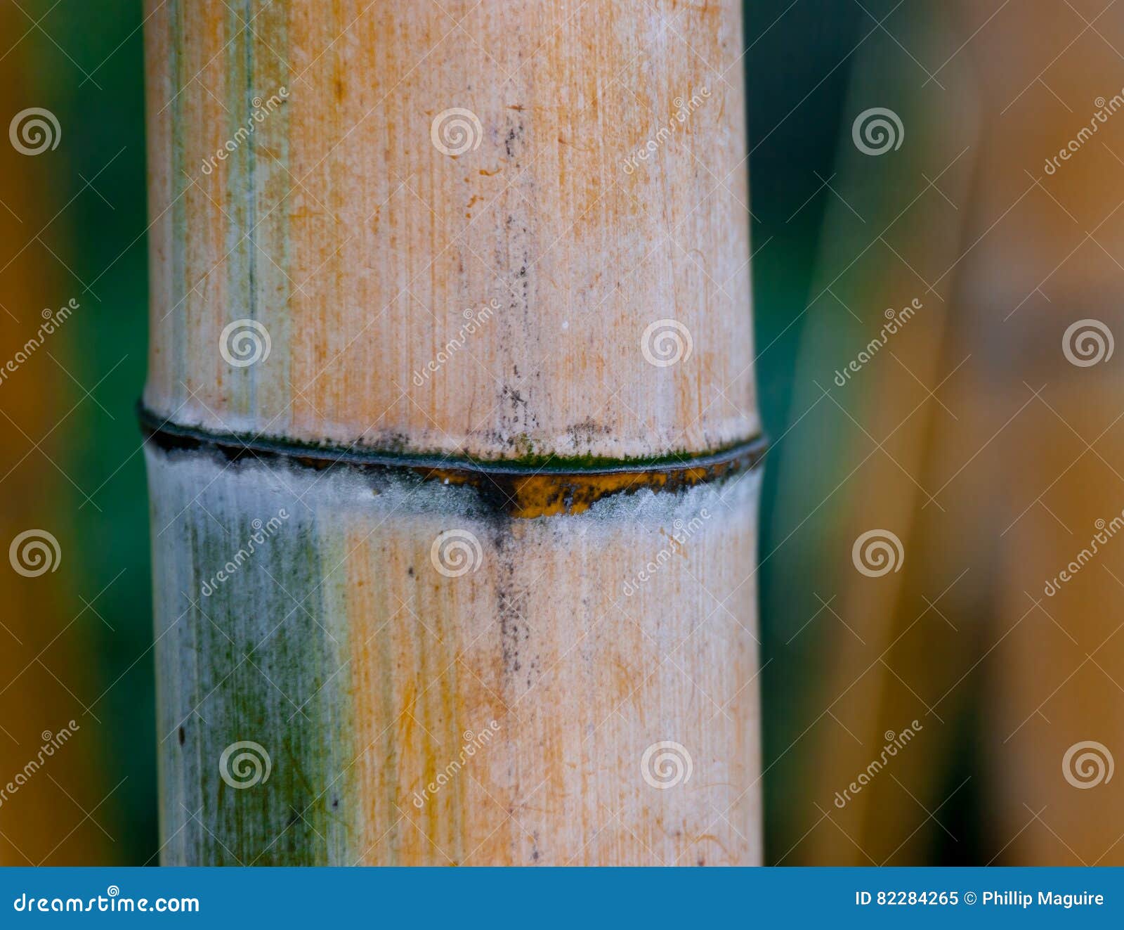 Bamboo stem stock image. Image of tranquil, background - 82284265