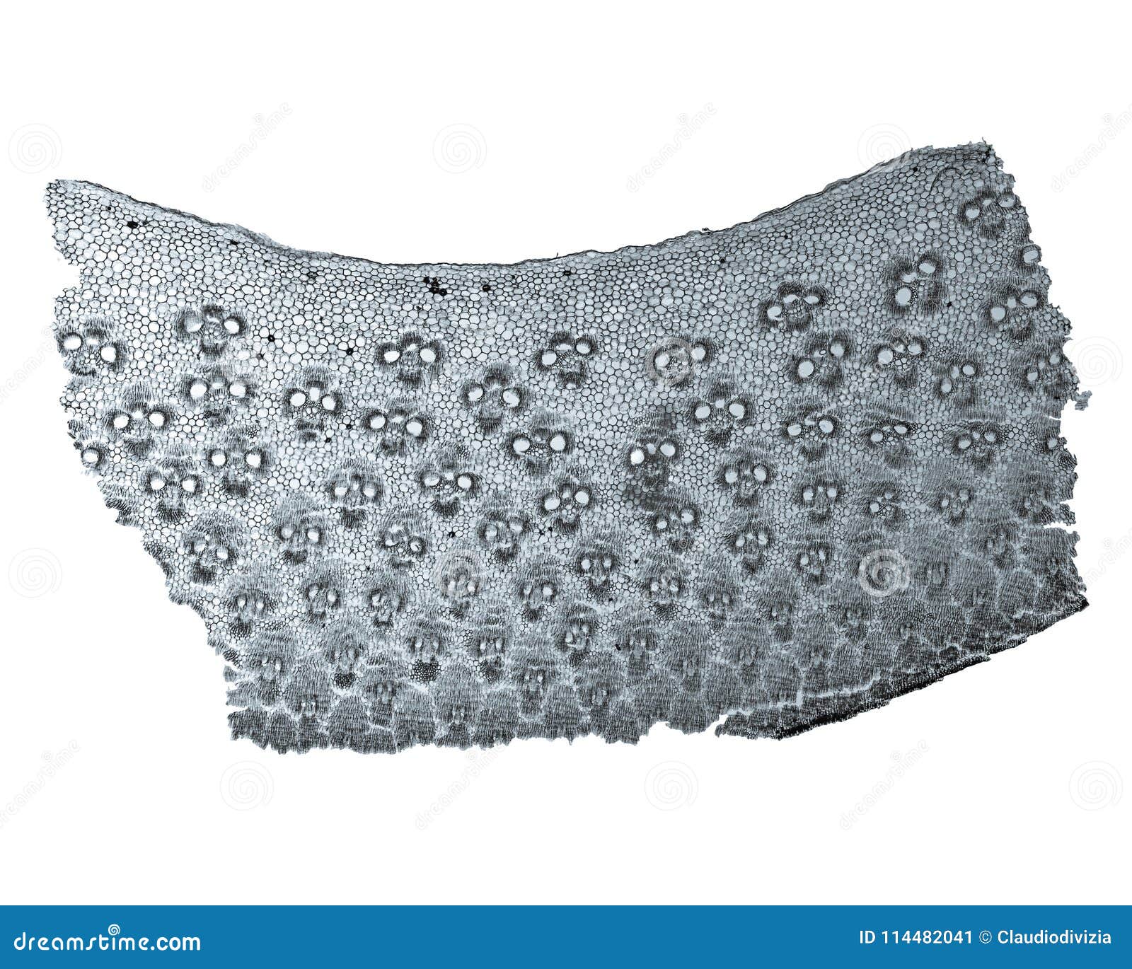 Bamboo stem micrograph stock image. Image of microscope - 114482041