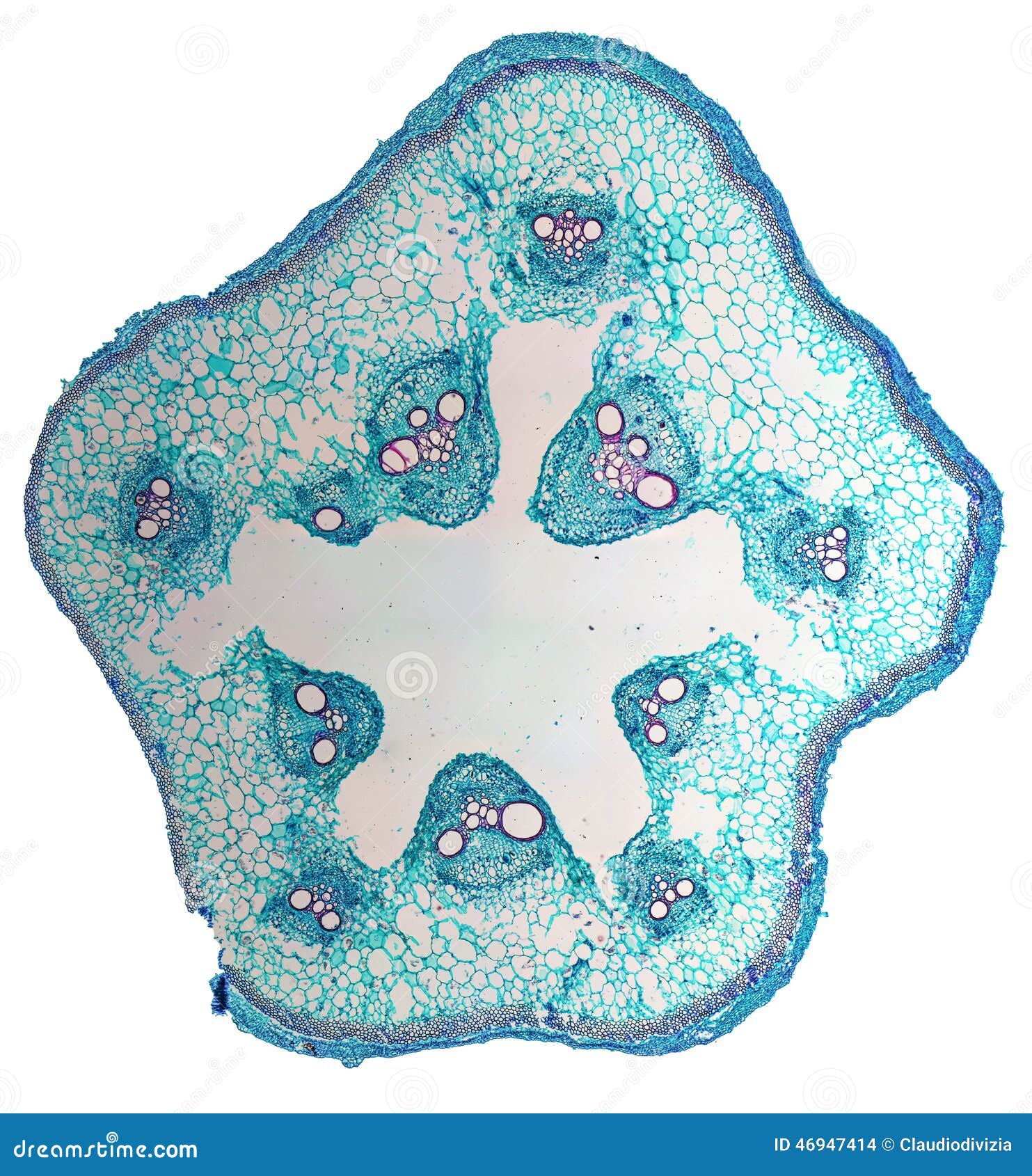 Bamboo stem micrograph stock photo. Image of vegetation - 46947414