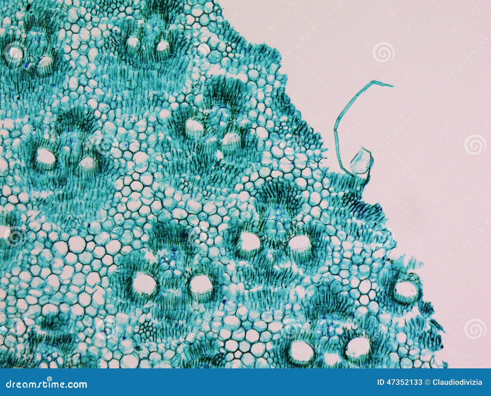 Bamboo stem micrograph stock image. Image of nature, plant - 47352133