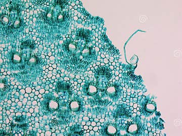 Bamboo stem micrograph stock image. Image of nature, plant - 47352133