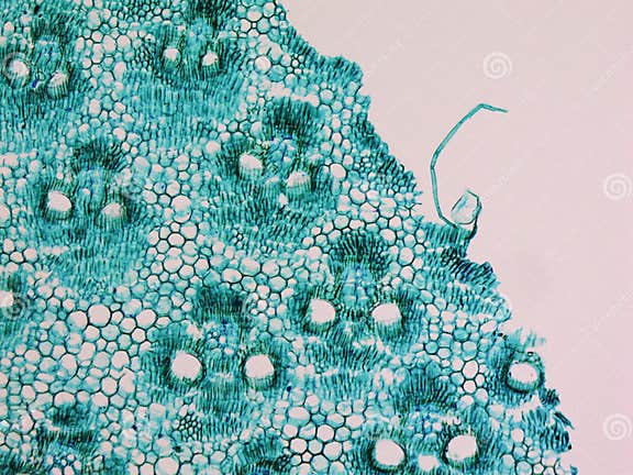 Bamboo stem micrograph stock image. Image of nature, plant - 47352133