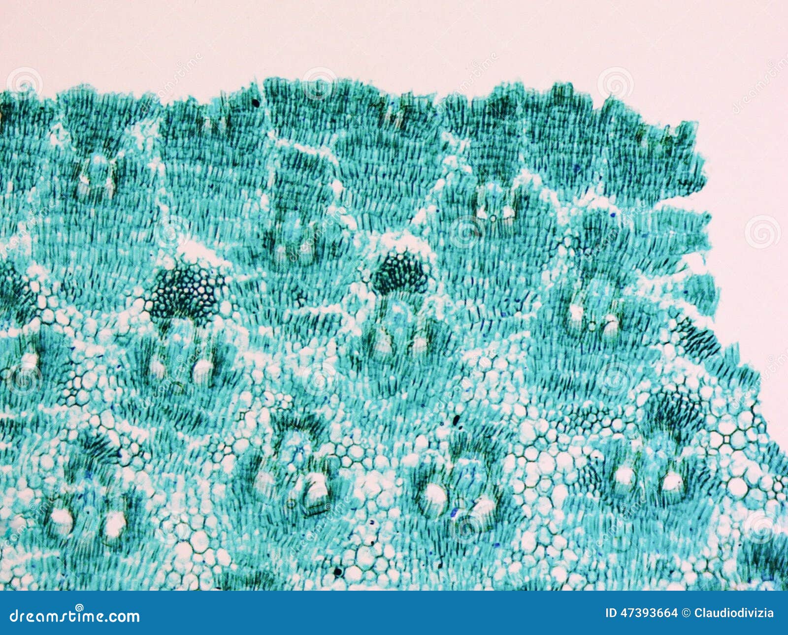 Bamboo stem micrograph stock photo. Image of micro, detail - 47393664