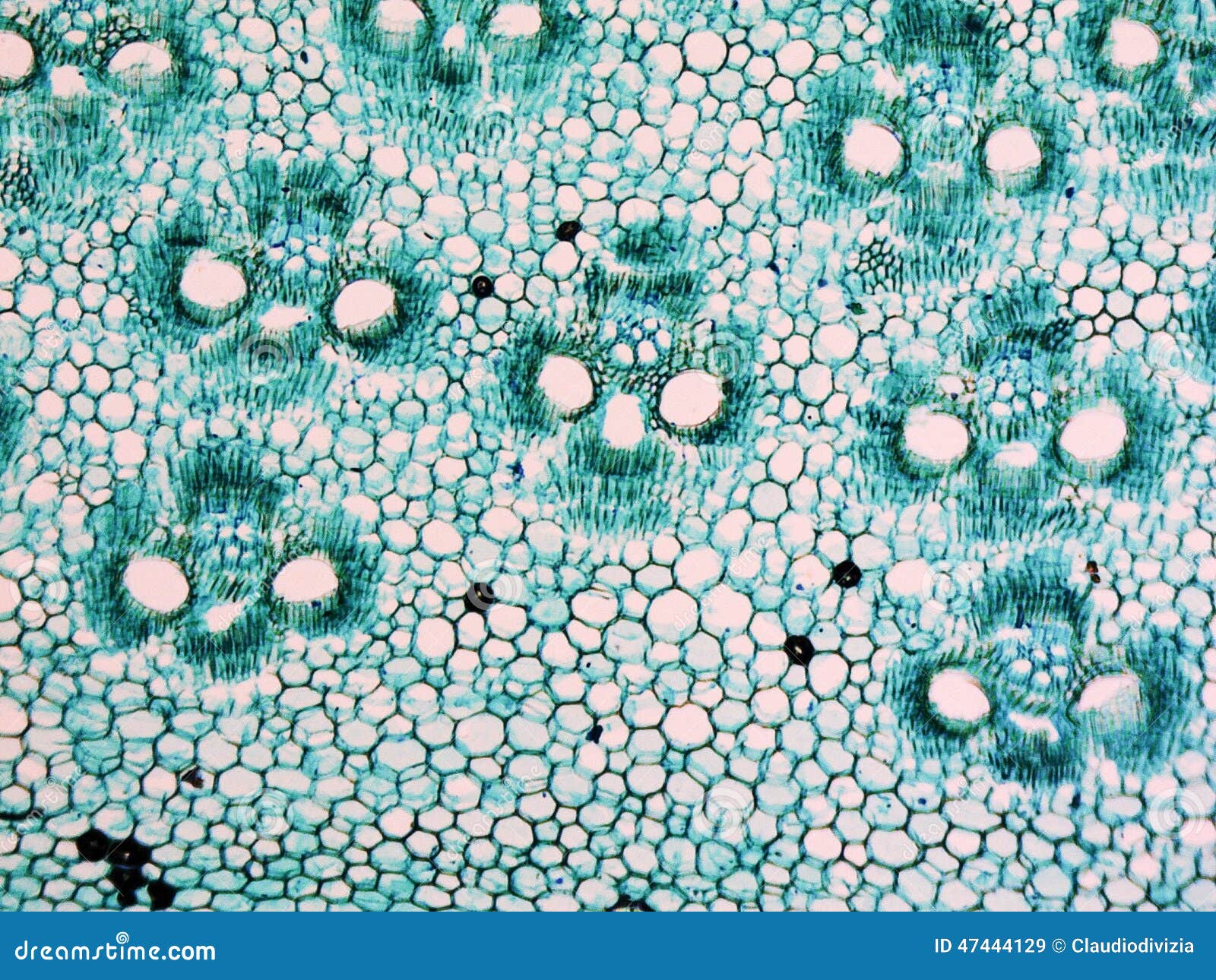 Bamboo stem micrograph stock image. Image of flora, light - 47444129