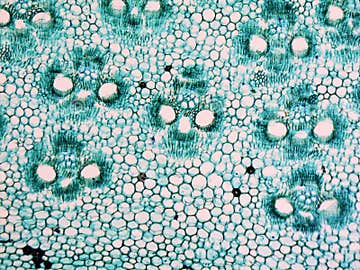 Bamboo stem micrograph stock image. Image of flora, light - 47444129