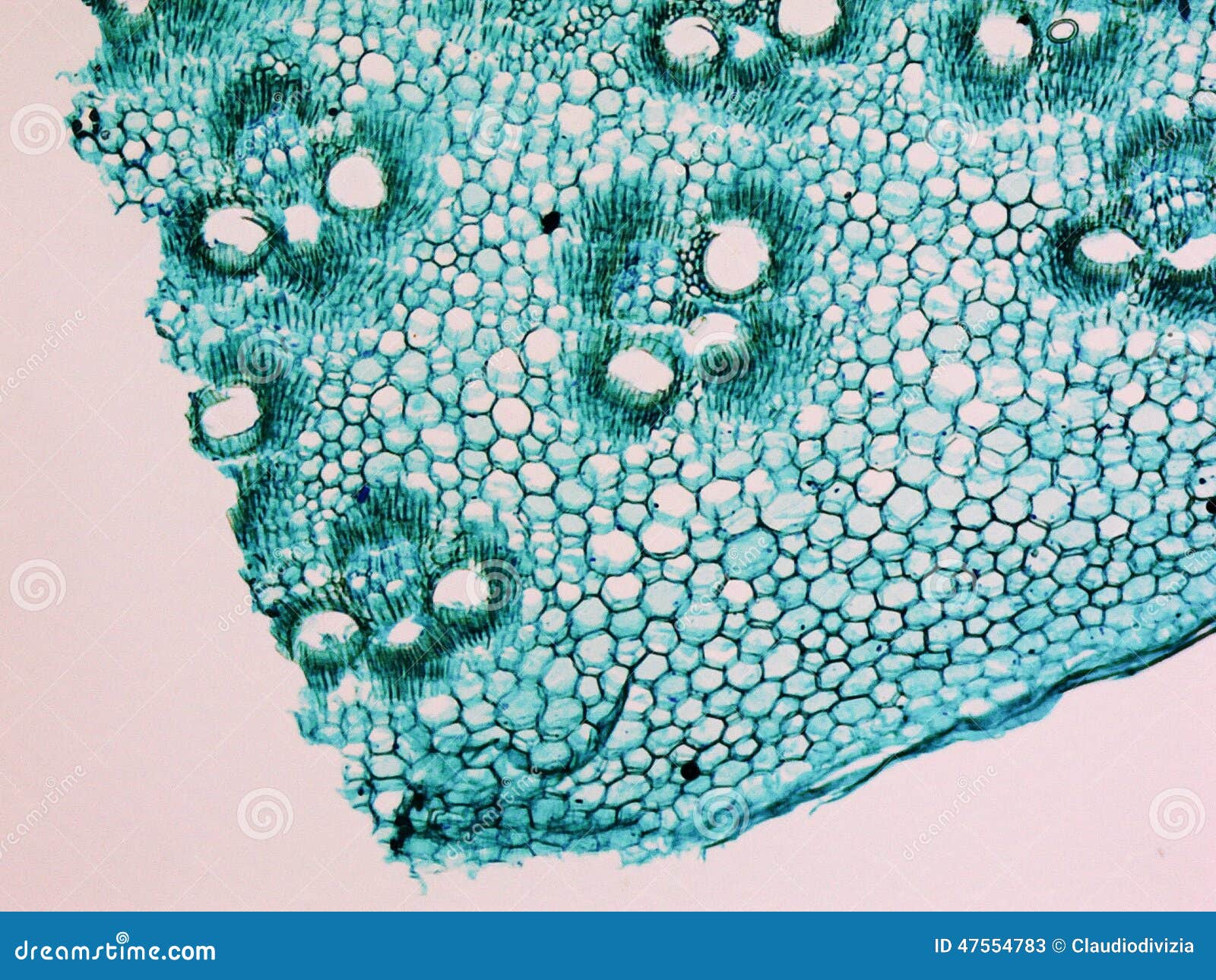 Bamboo stem micrograph stock image. Image of photomicroscopy - 47554783