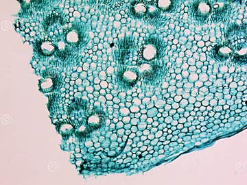 Bamboo stem micrograph stock image. Image of photomicroscopy - 47554783