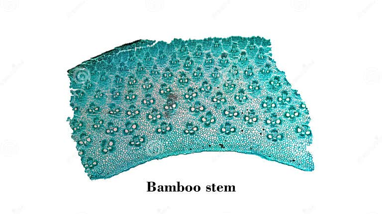 Bamboo stem micrograph stock photo. Image of cell, photomicrograph ...