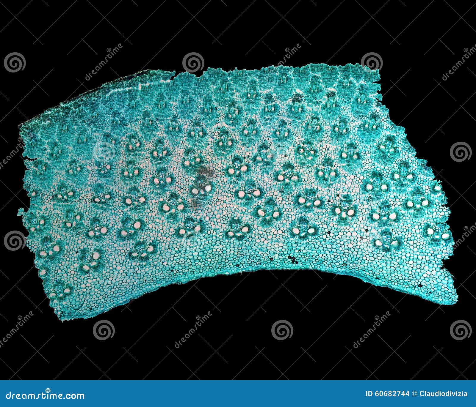 Bamboo stem micrograph stock photo. Image of detail, micrograph - 60682744 Bamboo stem micrograph stock photo. Image of detail, micrograph - 60682744