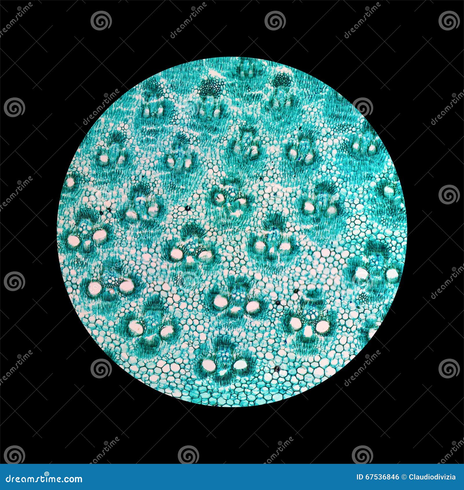 Bamboo stem micrograph stock photo. Image of slides, bambusstamm - 67536846