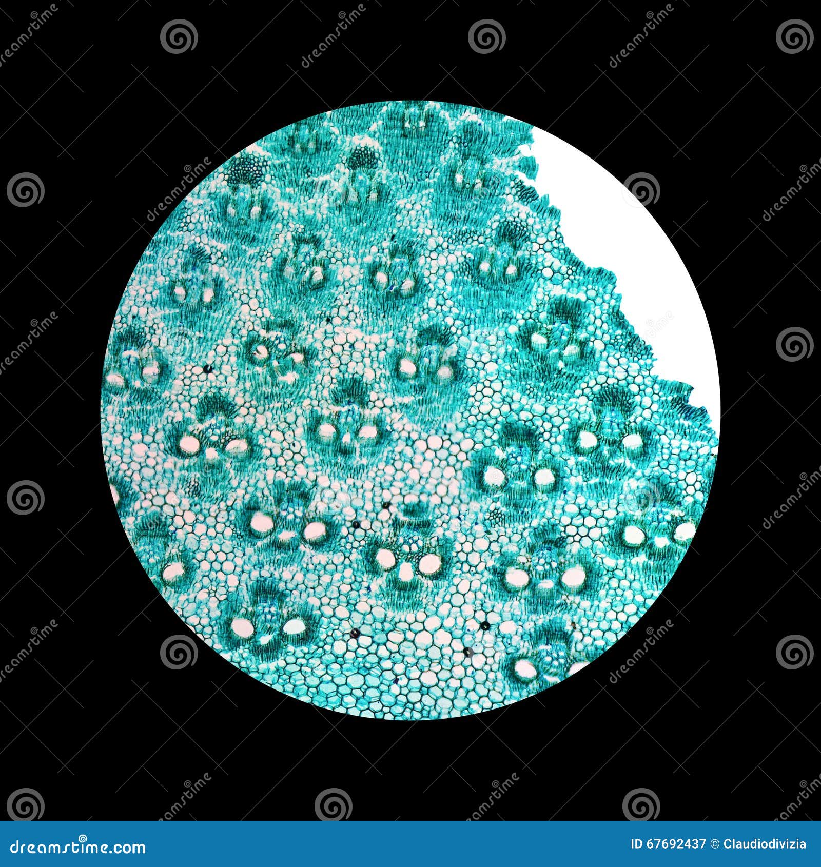 Bamboo stem micrograph stock image. Image of stem, flora - 67692437