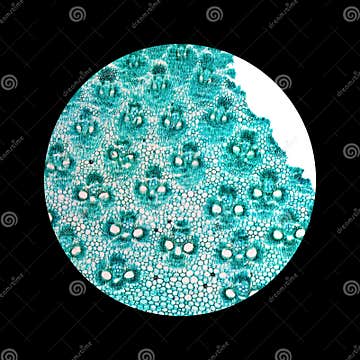 Bamboo stem micrograph stock image. Image of stem, flora - 67692437