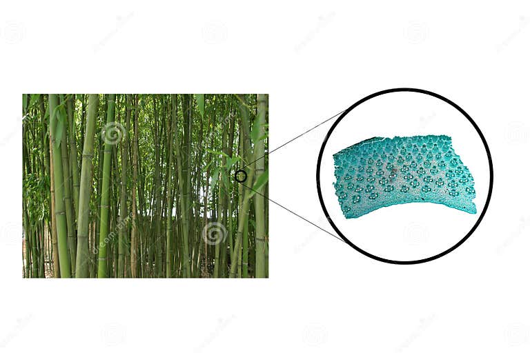Bamboo stem micrograph stock image. Image of light, bamboo - 68275517