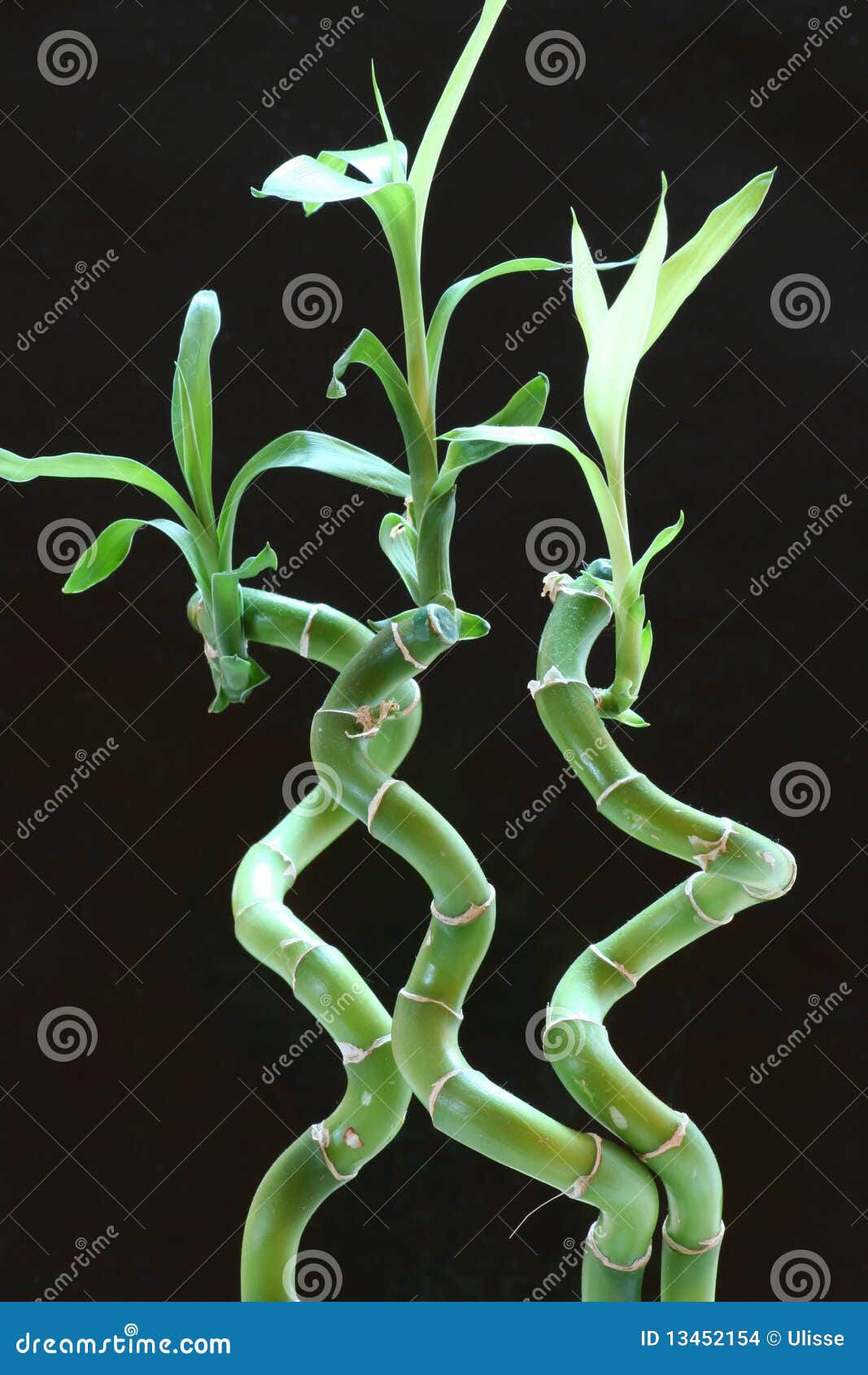 Bamboo stems stock photo. Image of beauty, japanese, architecture ...