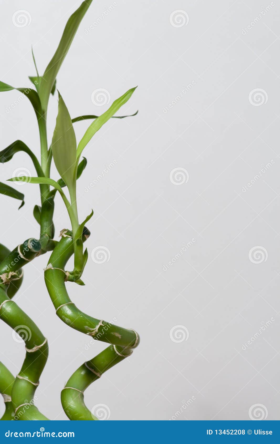Bamboo stems stock photo. Image of lines, beauty, background - 13452208
