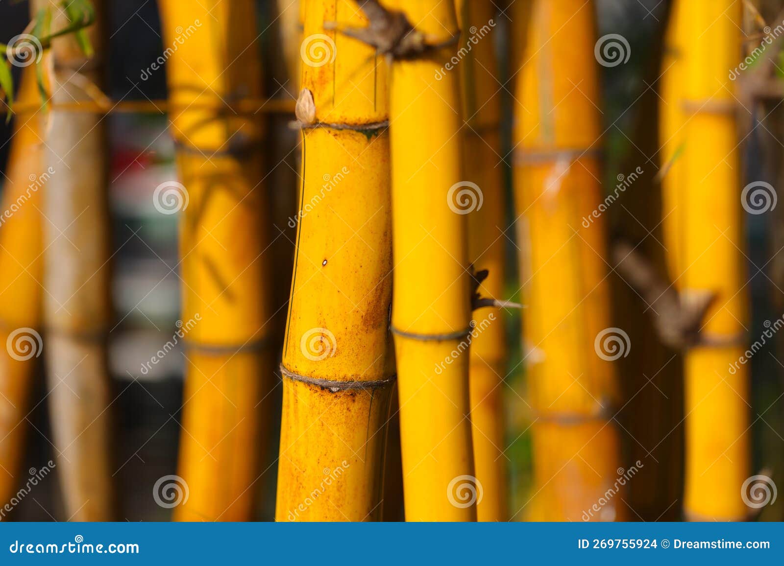 Bamboo Stems in a Forest, Scene of Bamboo Forest in Winter Stock Photo ...