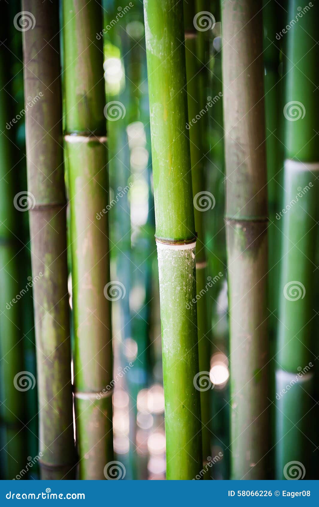 Bamboo stems stock photo. Image of bamboo, forest, growth - 58066226