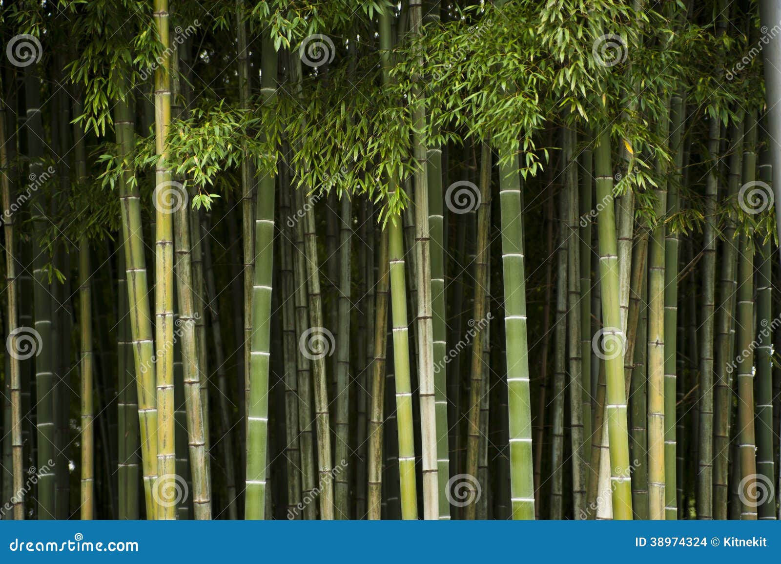Bamboo stock photo. Image of forest, biome, palnt, nature - 38974324