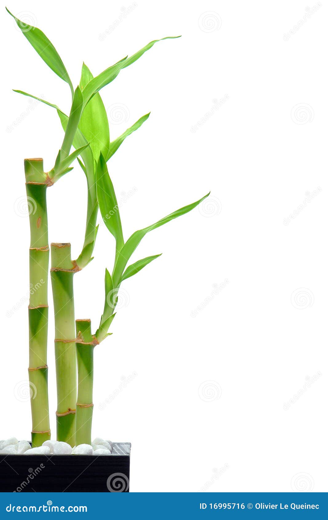 Bamboo Stems and Leaves Isolated on White Stock Photo - Image of stems ...