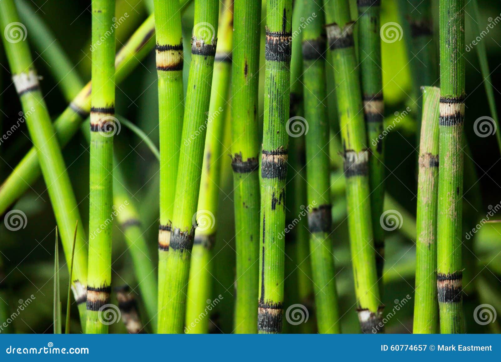 Bamboo stems stock image. Image of bamboo, asian, nature - 60774657