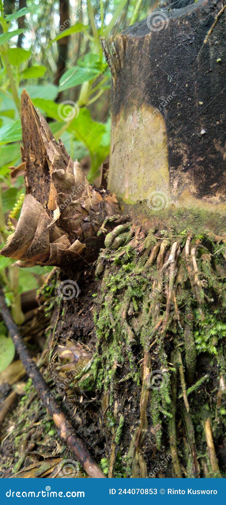 Bamboo stems and roots stock image. Image of bamboo - 244070853