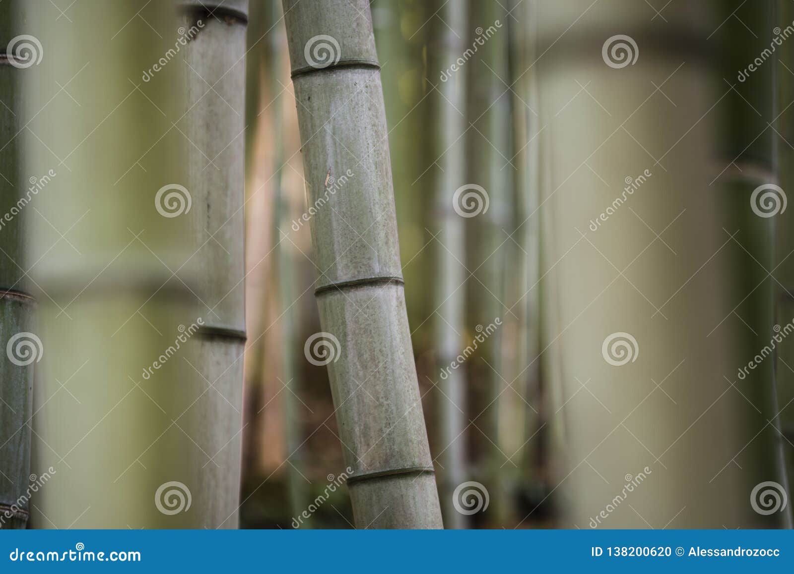 Bamboo stems in the shadow stock photo. Image of leaf - 138200620