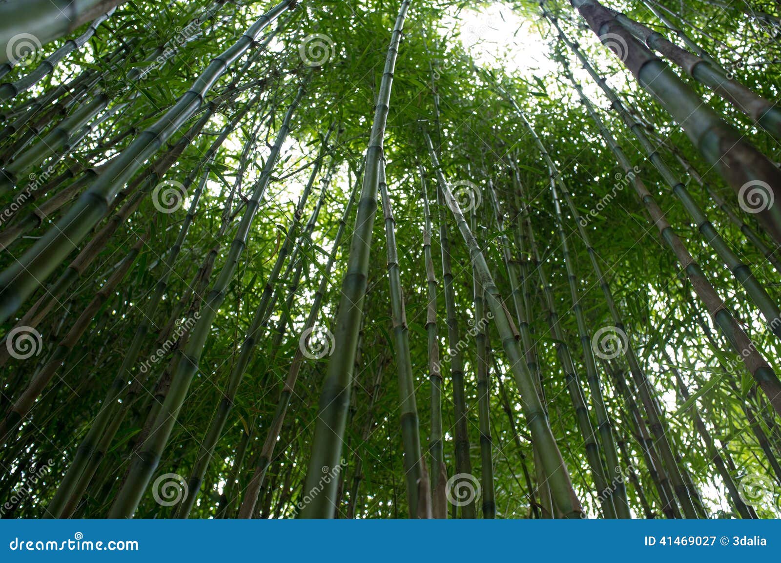 Bamboo stems stock image. Image of culture, stems, plants - 41469027