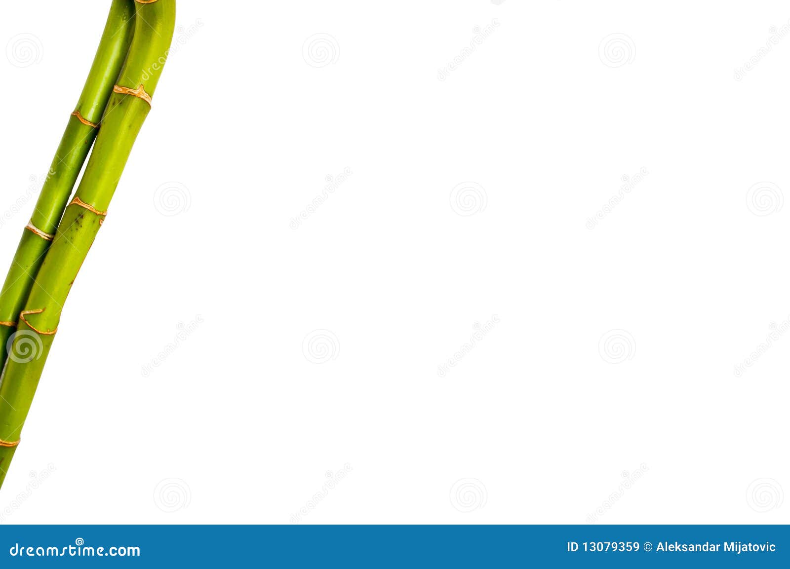 Bamboo stick stock image. Image of green, leaves, bamboo - 13079359