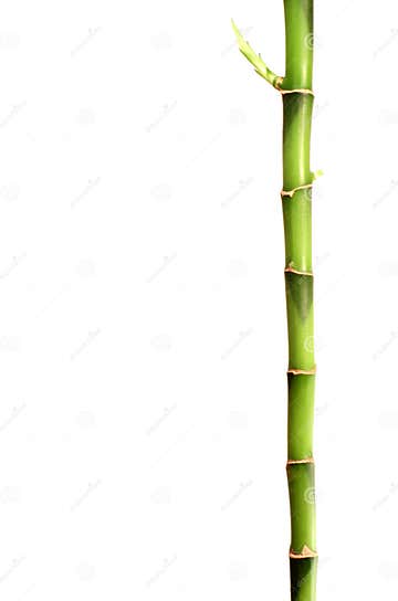 Bamboo stick stock photo. Image of bamboo, stick, isolated - 1595508