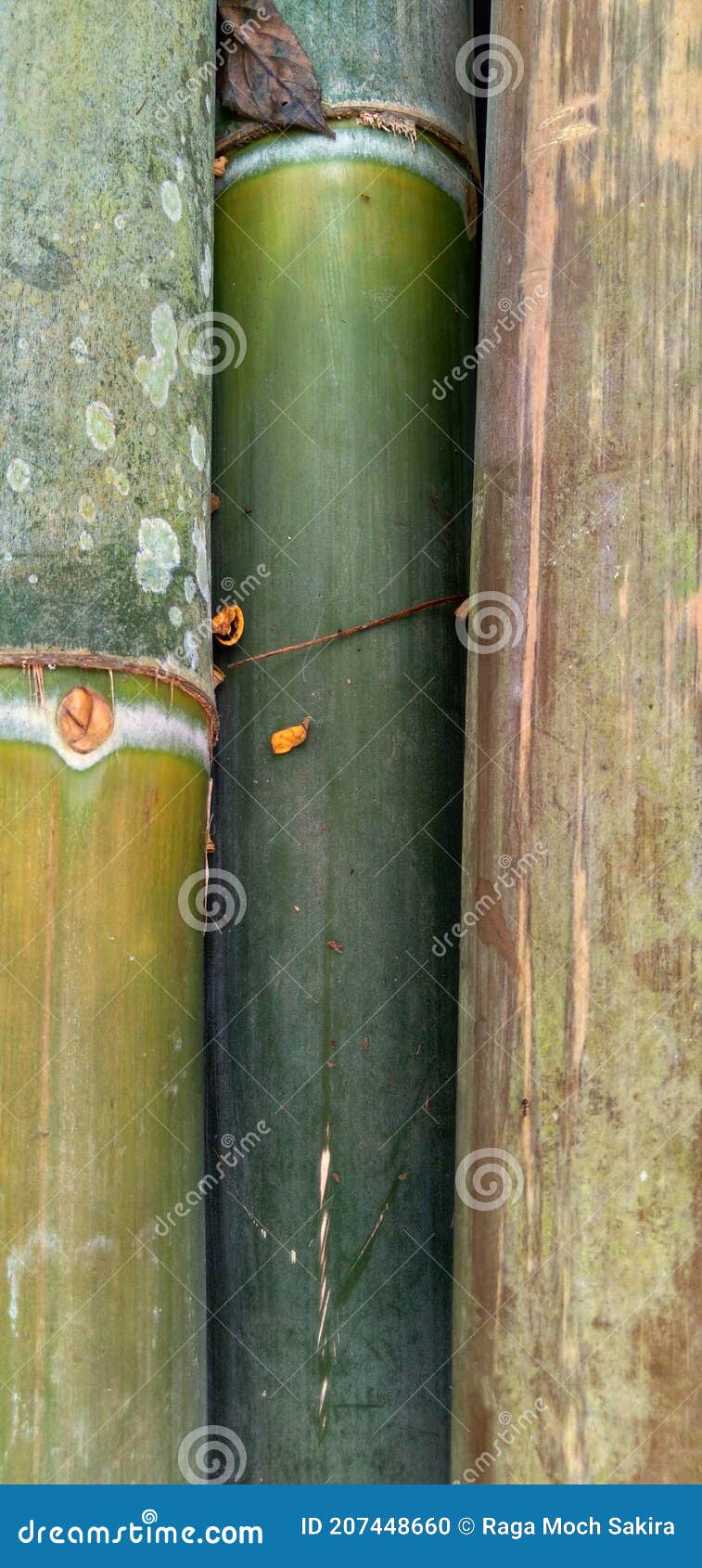 Bamboo Stick As Natural Background Stock Photo - Image of abstract ...