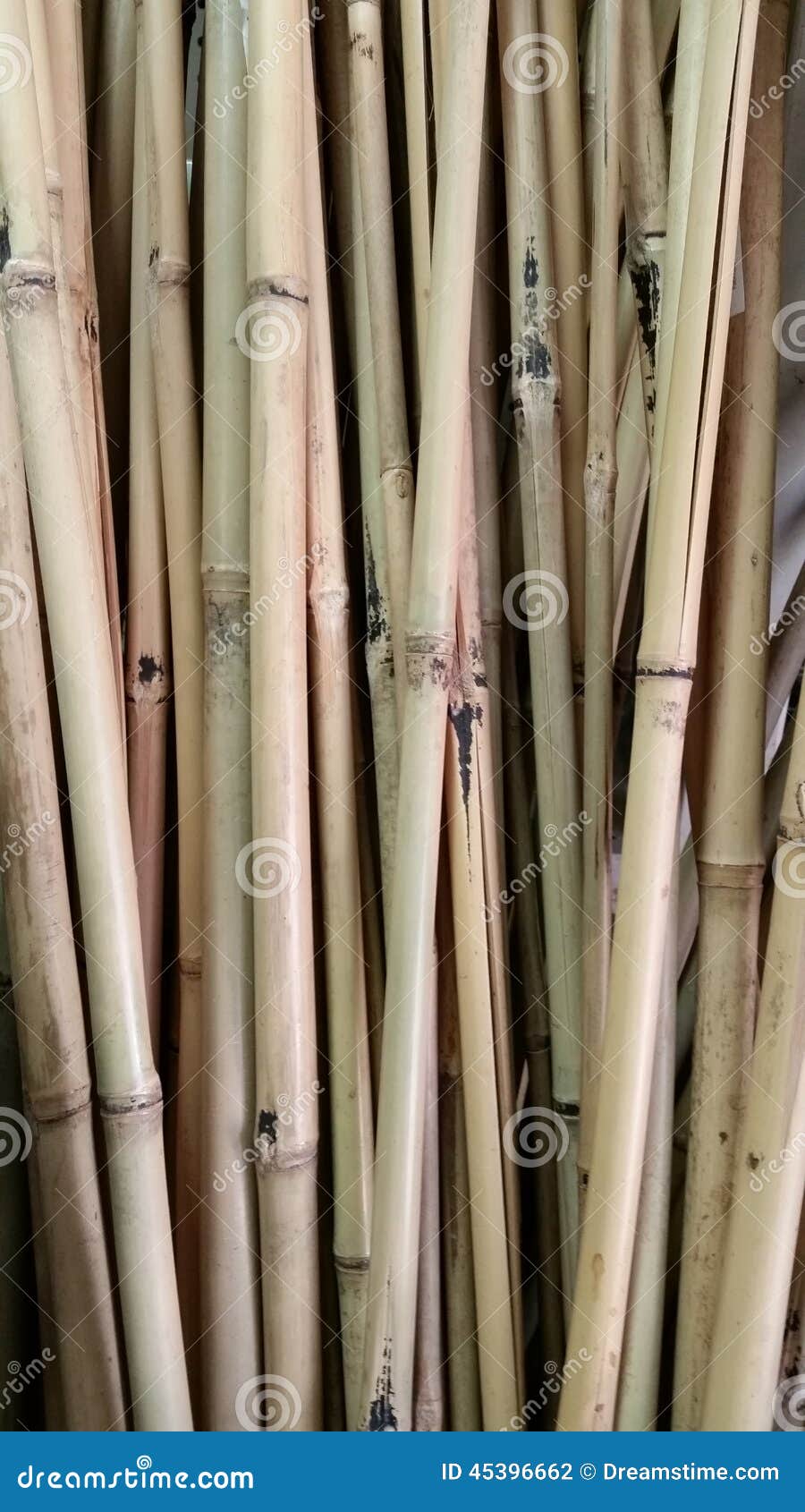 Bamboo Sticks stock photo. Image of sticks, bamboo, reeds - 45396662