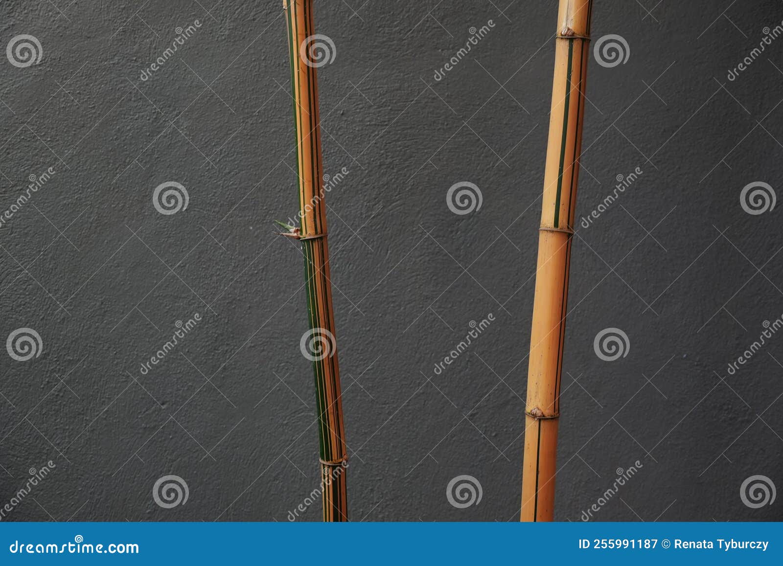 Bamboo sticks stock image. Image of hardwood, ecology - 255991187