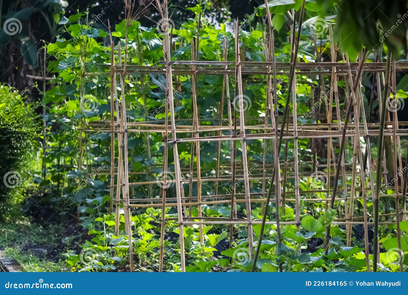 Bamboo String for Growing Vines Stock Image - Image of agriculture ...