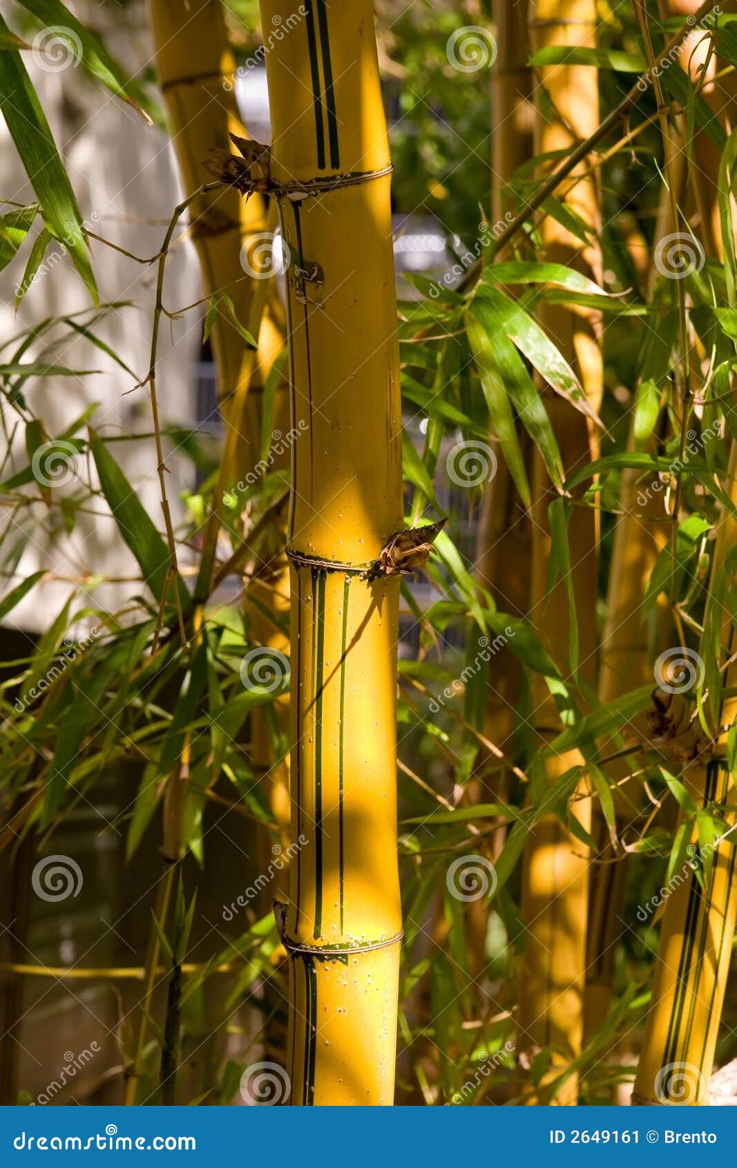 Bamboo Stump stock image. Image of foliage, garden, bunch - 2649161