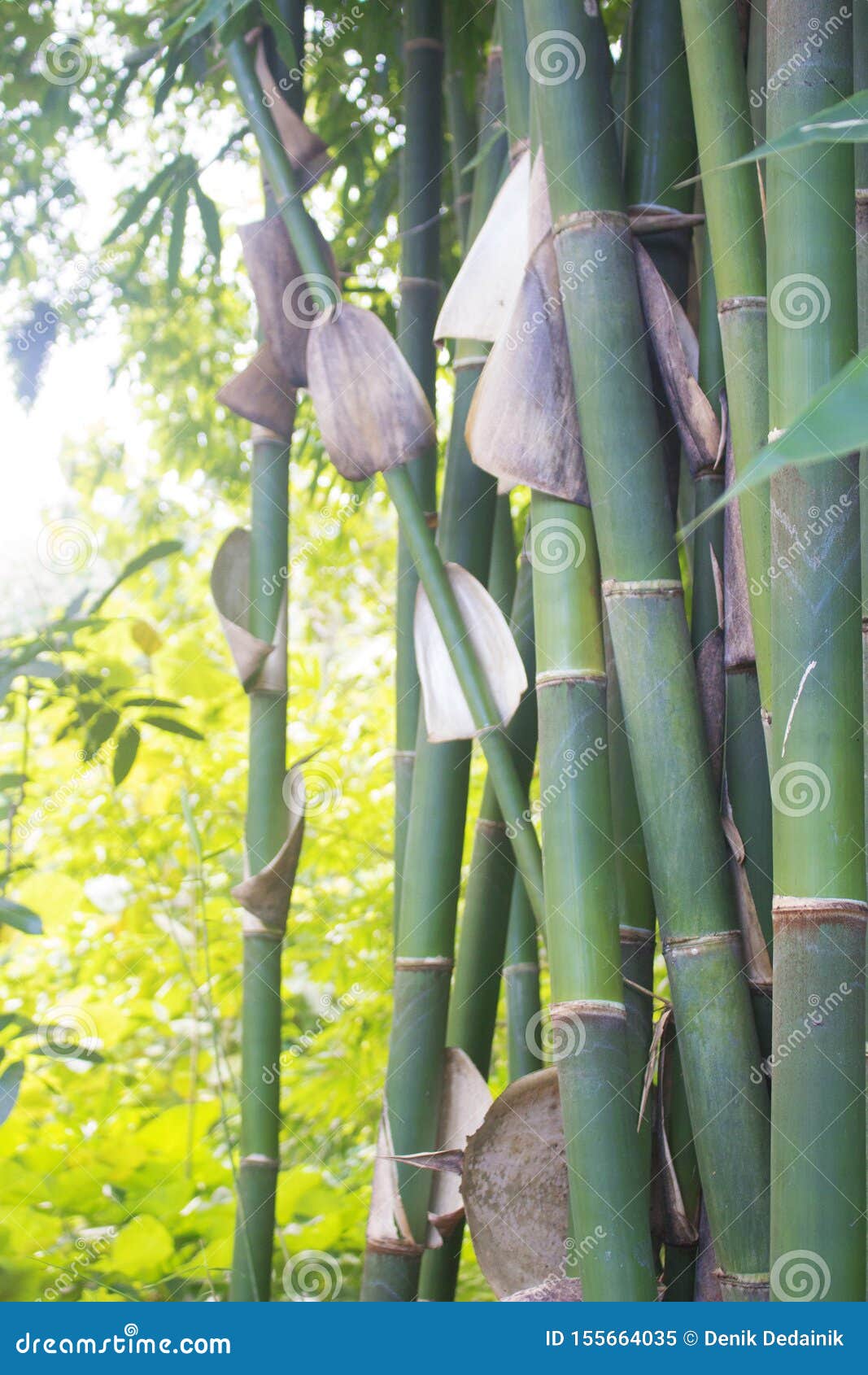 Bamboo on Summer stock image. Image of outdoor, fresh - 155664035