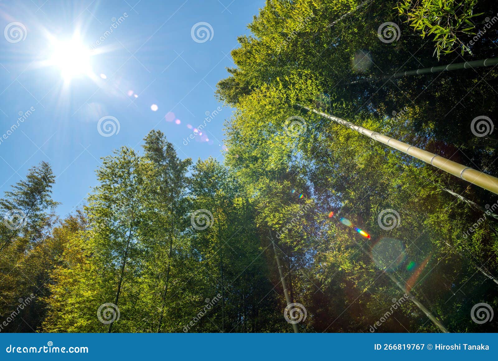Bamboo and sun rays stock image. Image of strong, grove - 266819767