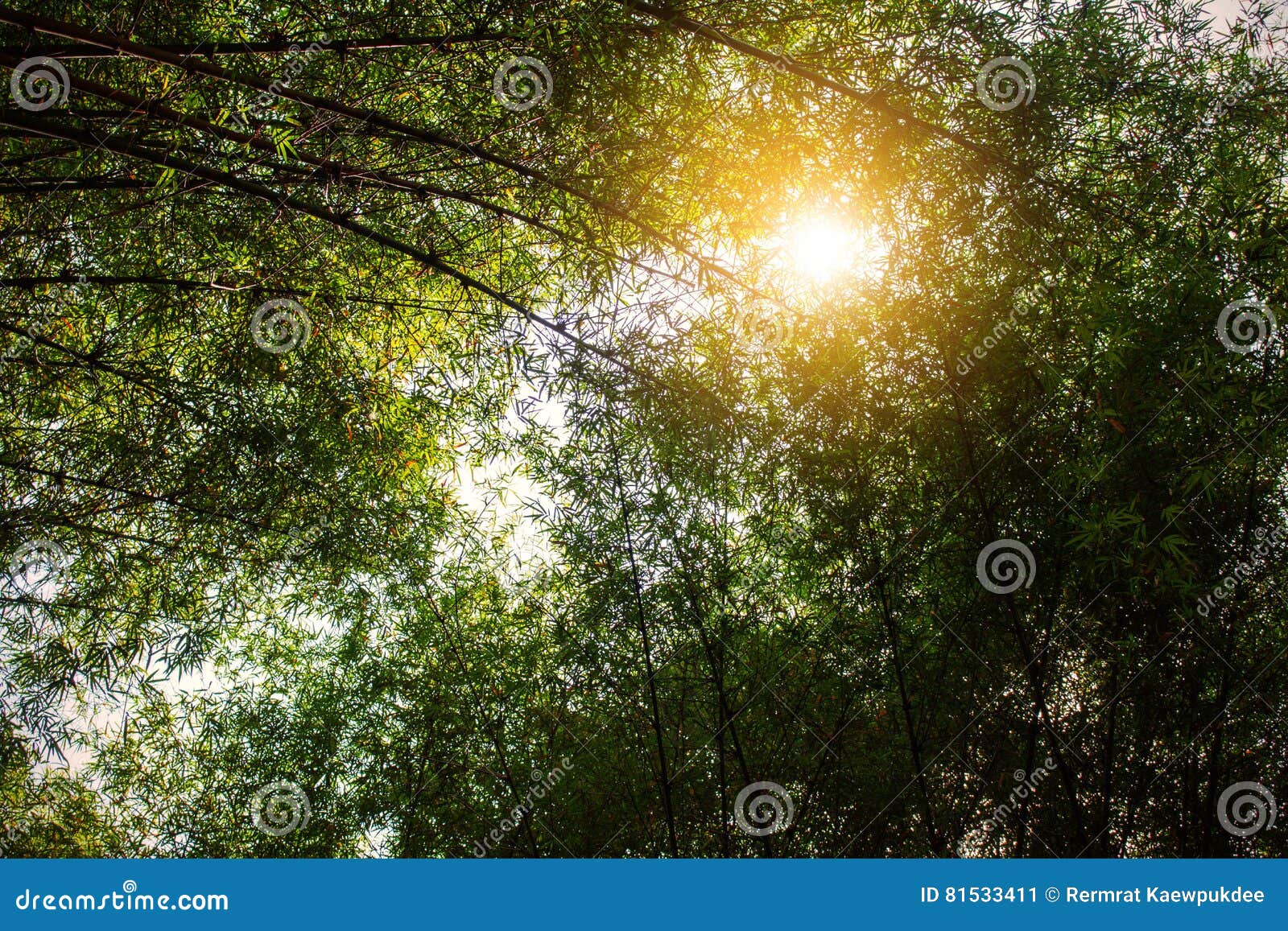 Bamboo with the Sun Shining Down Stock Image - Image of summer, white ...