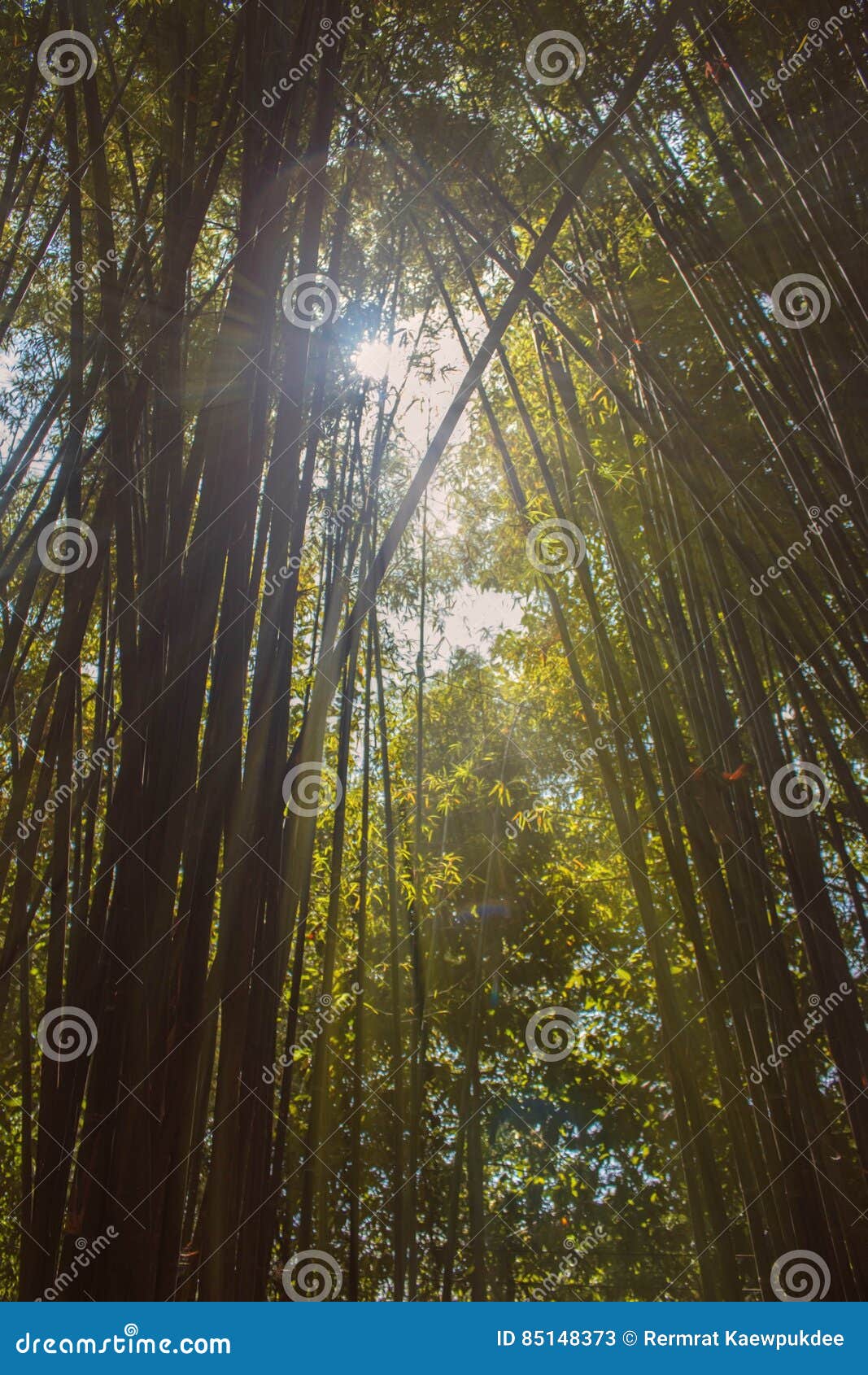 Bamboo with a sunlight. stock image. Image of nature - 85148373