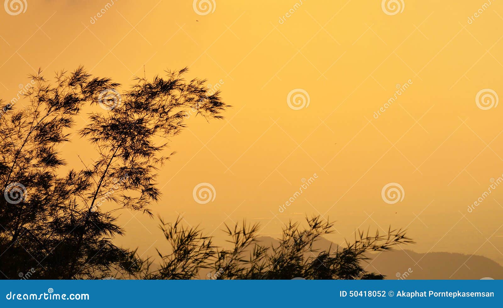 Bamboo on sunset stock photo. Image of plant, worm, leaf - 50418052
