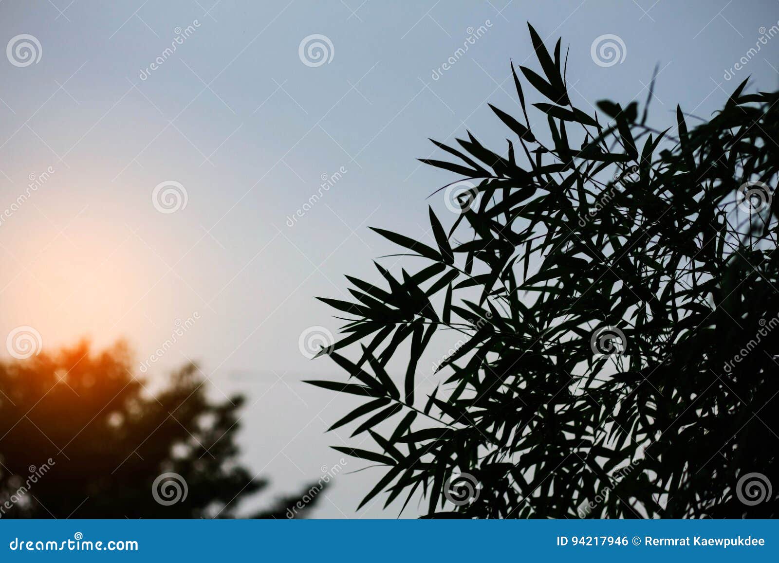Bamboo at the sunset. stock photo. Image of black, abstract - 94217946
