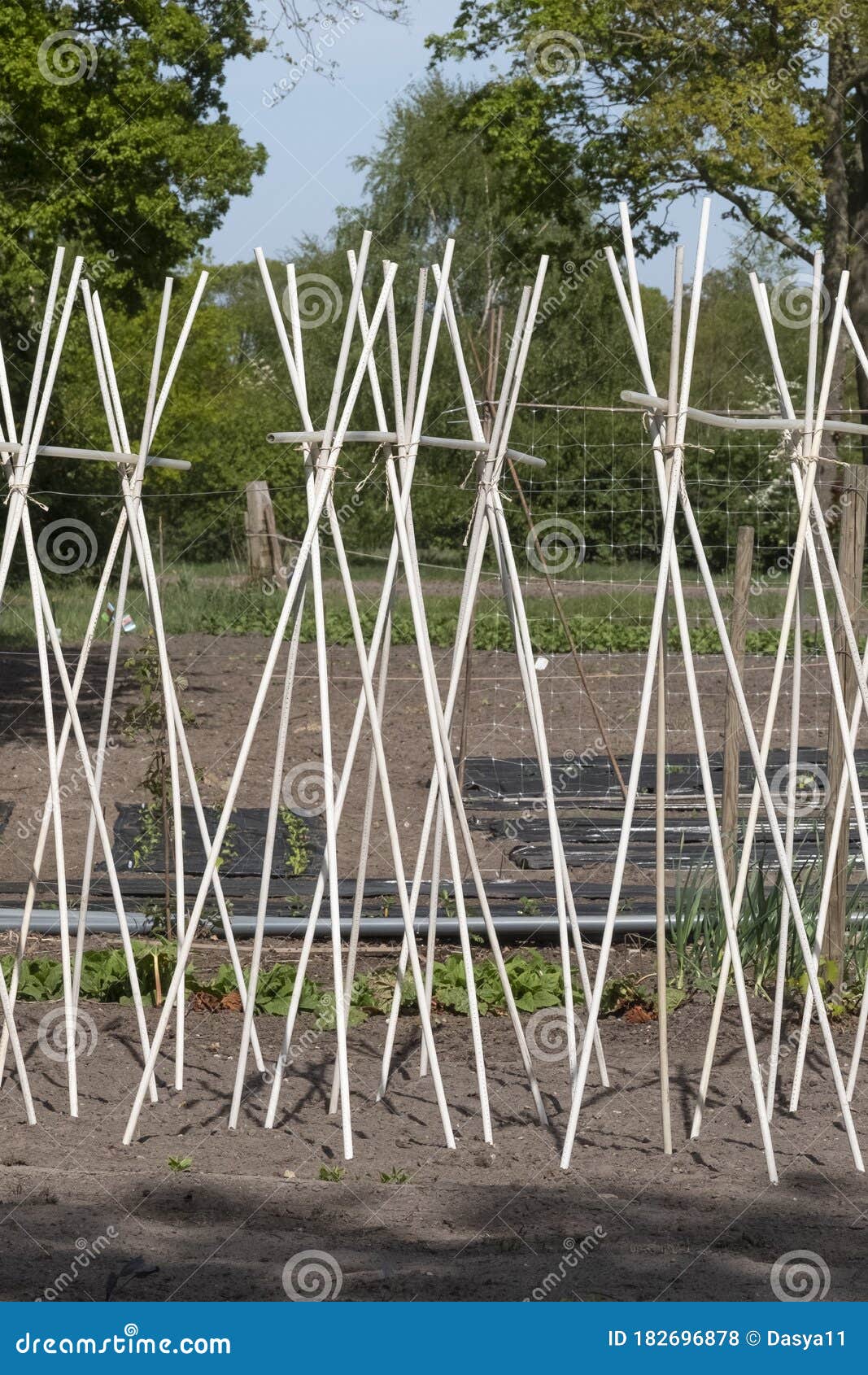 Bamboo: a Support Frame Ready for Climbing Beans and Peas in a ...