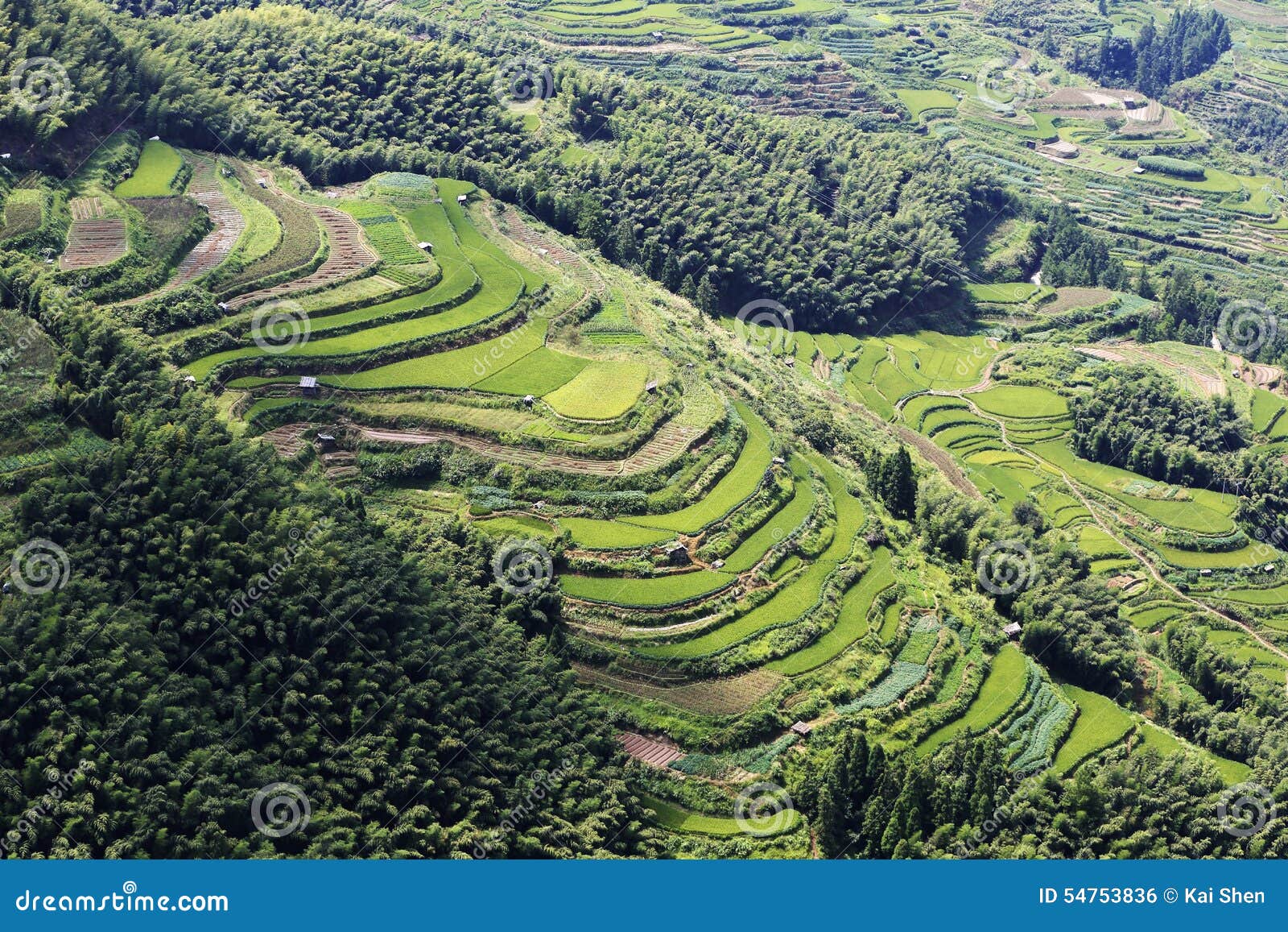 Bamboo and Terrace on the Hillside Stock Photo - Image of bamboo ...