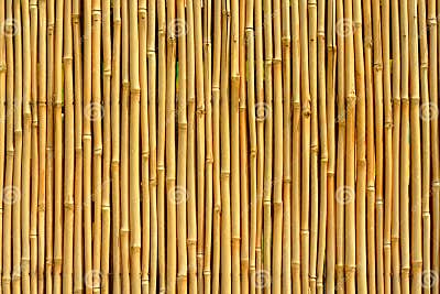 Bamboo Texture stock image. Image of natural, tree, timber - 17485507