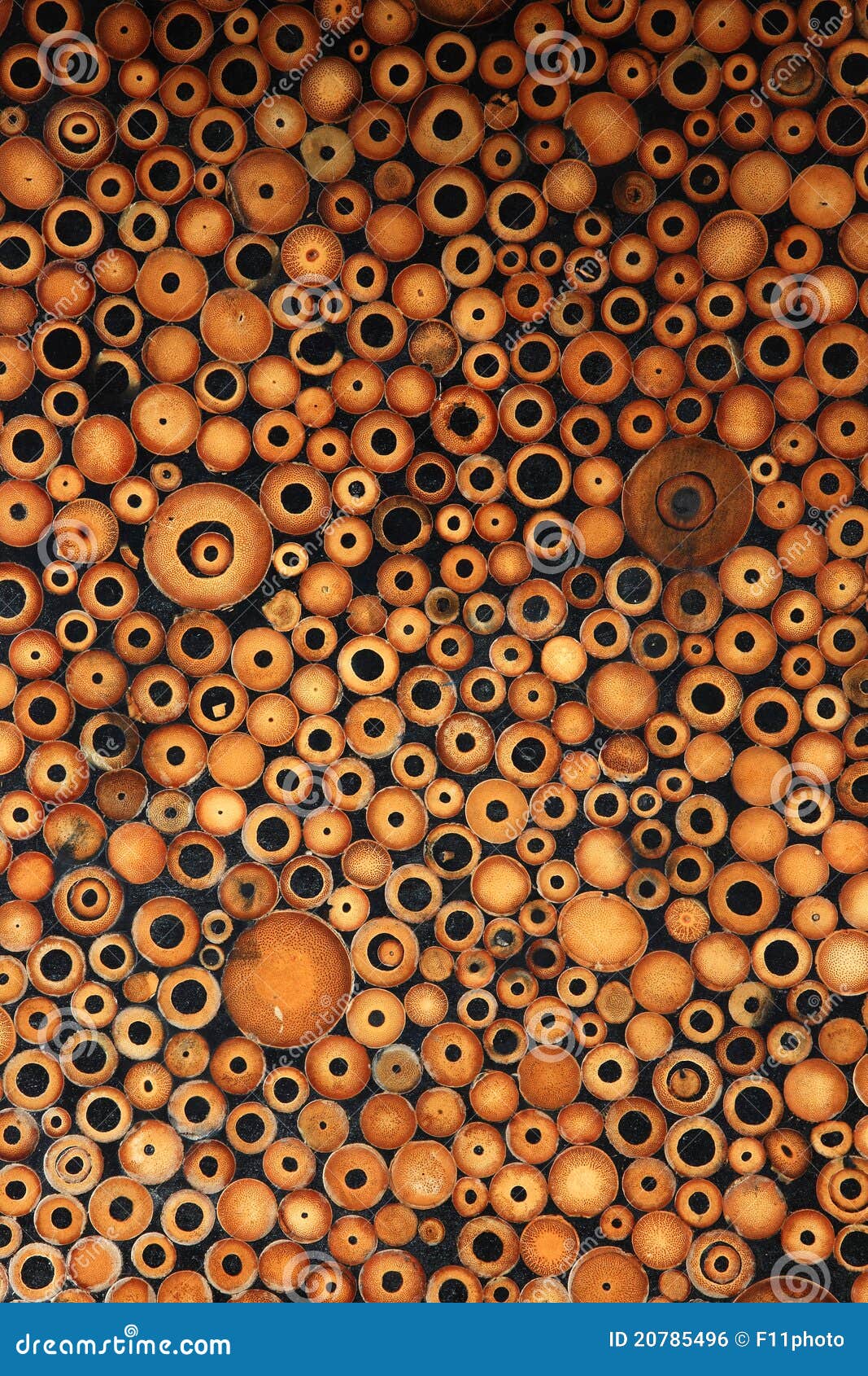 Bamboo Texture Stock Photography | CartoonDealer.com #20785496