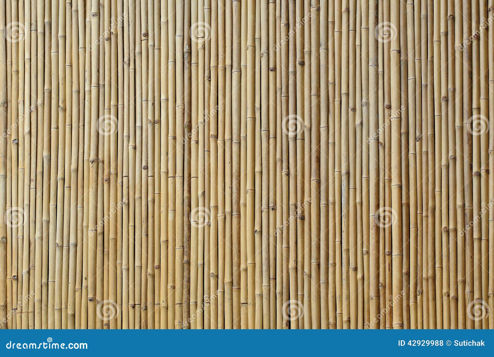 Bamboo Texture Background Stock Photo | CartoonDealer.com #42929988