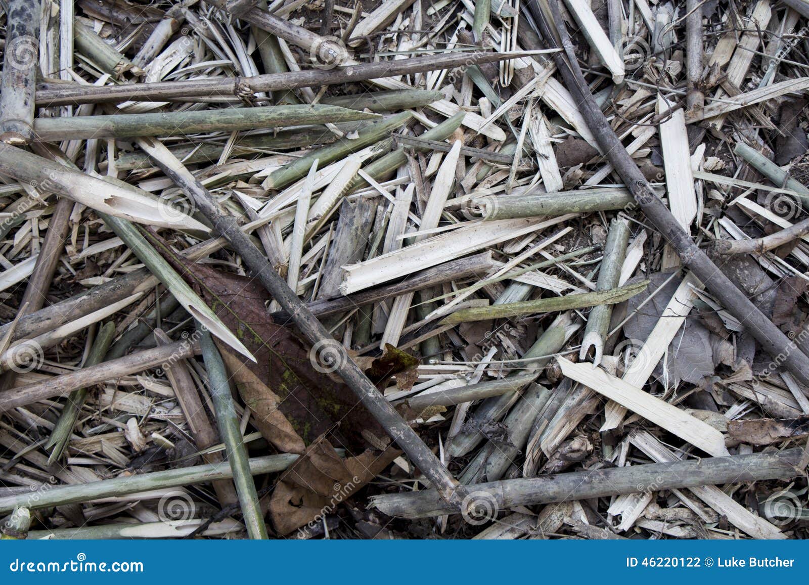 Chopped Bamboo Pieces Texture Stock Photo - Image of bamboo, yellow ...