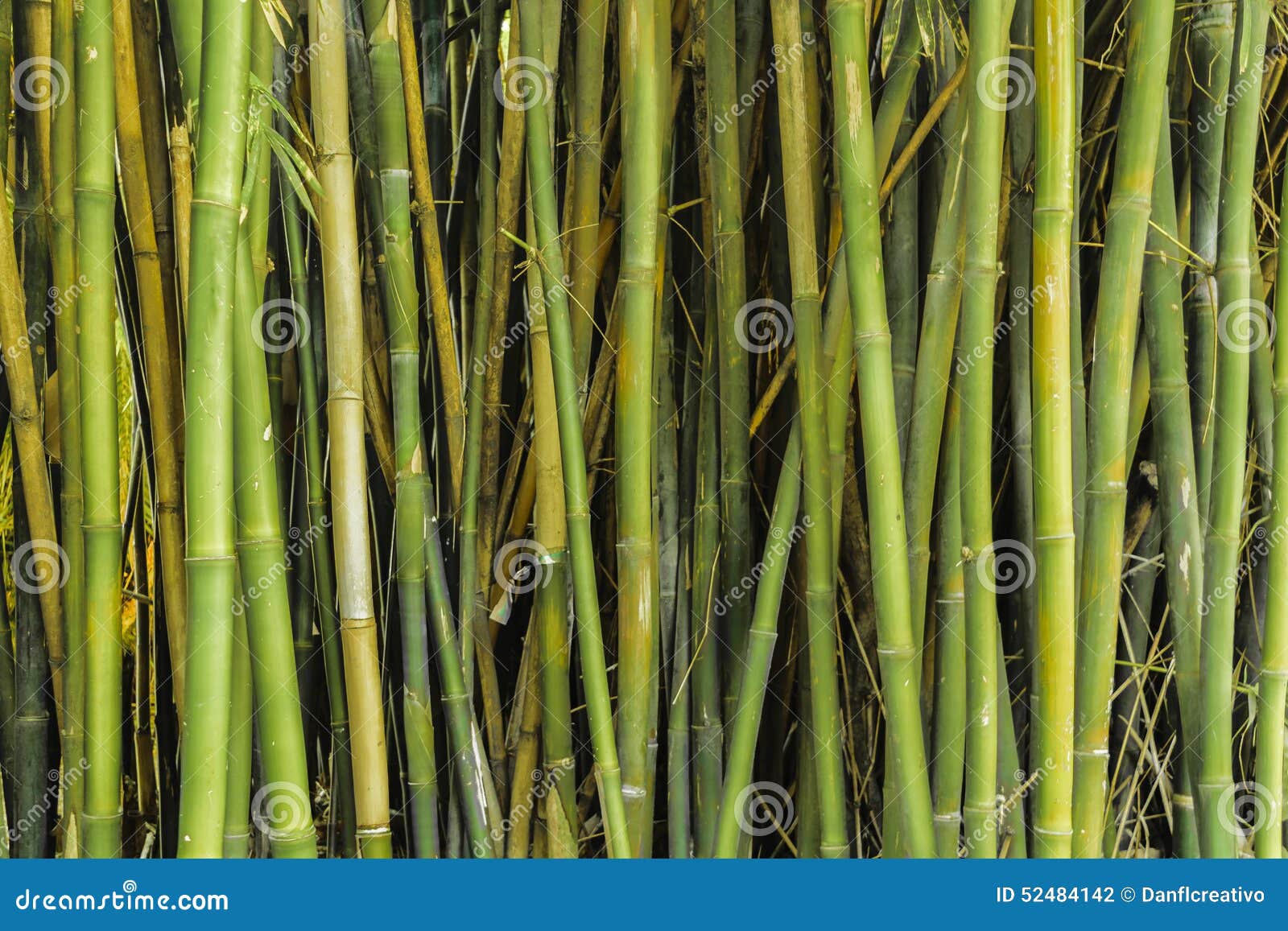 Bamboo Texture Close-Up stock photo. Image of texture - 52484142