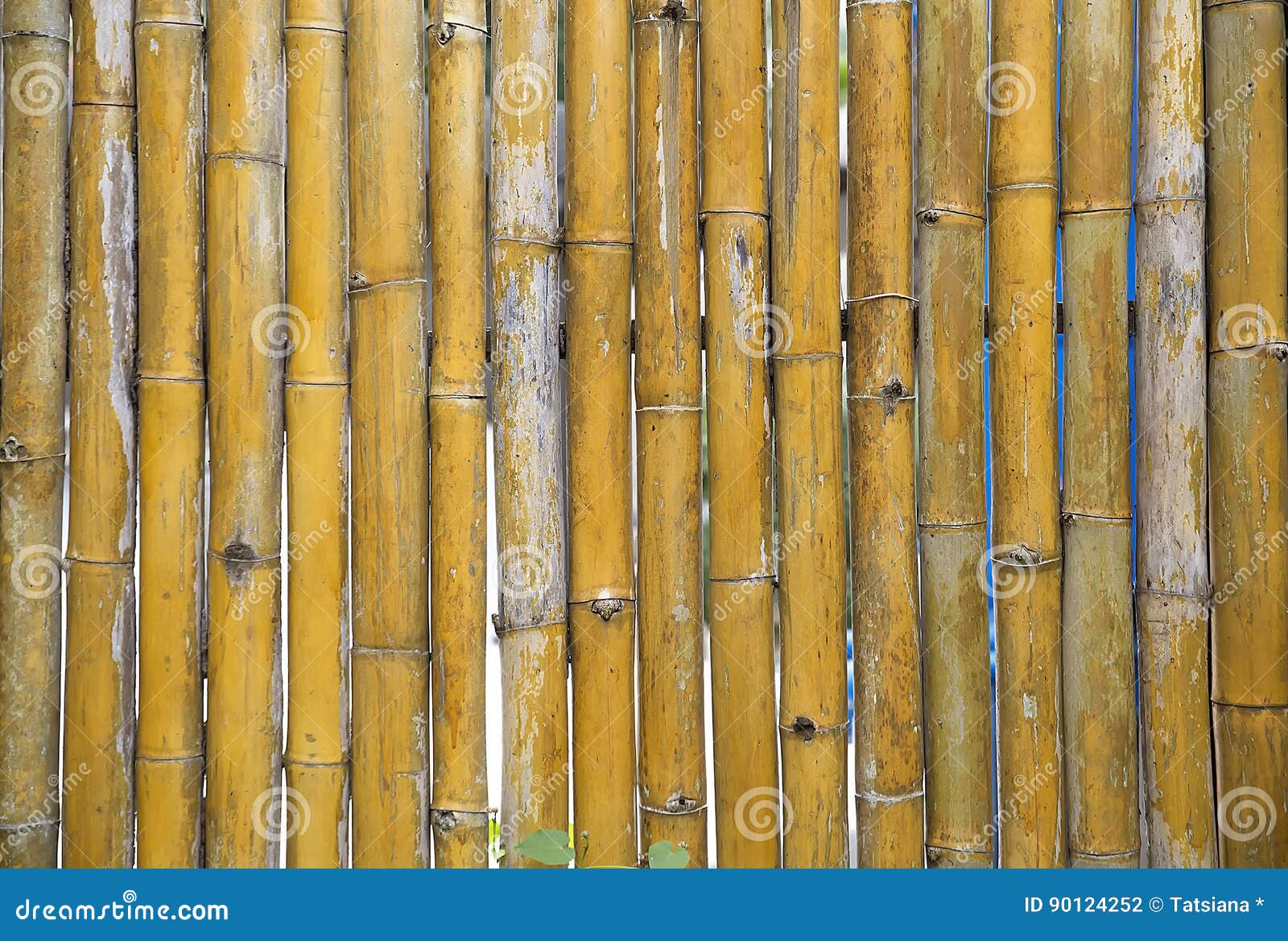 Bamboo stock photo. Image of height, trunk, plant, grass - 90124252
